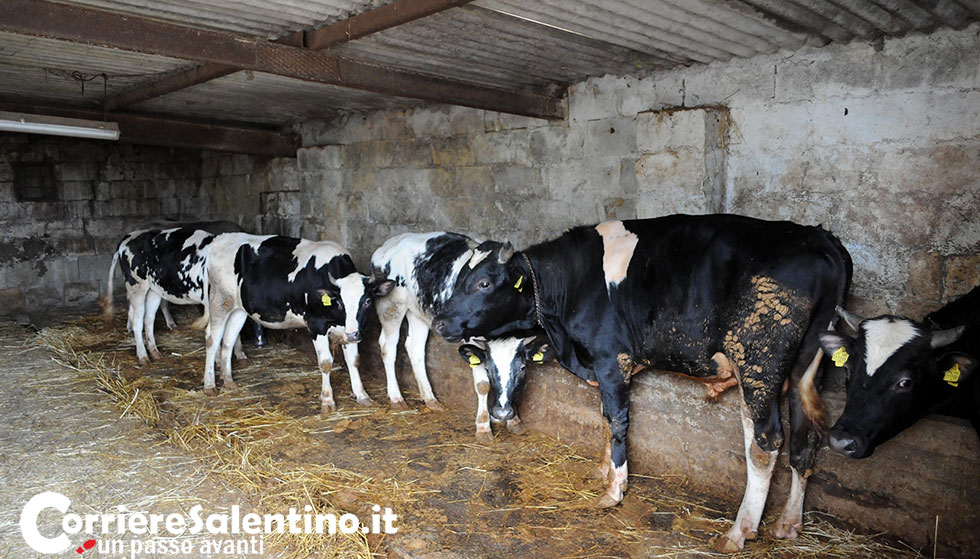 Coldiretti Puglia, con caro bollette addio a una stalla su dieci ...