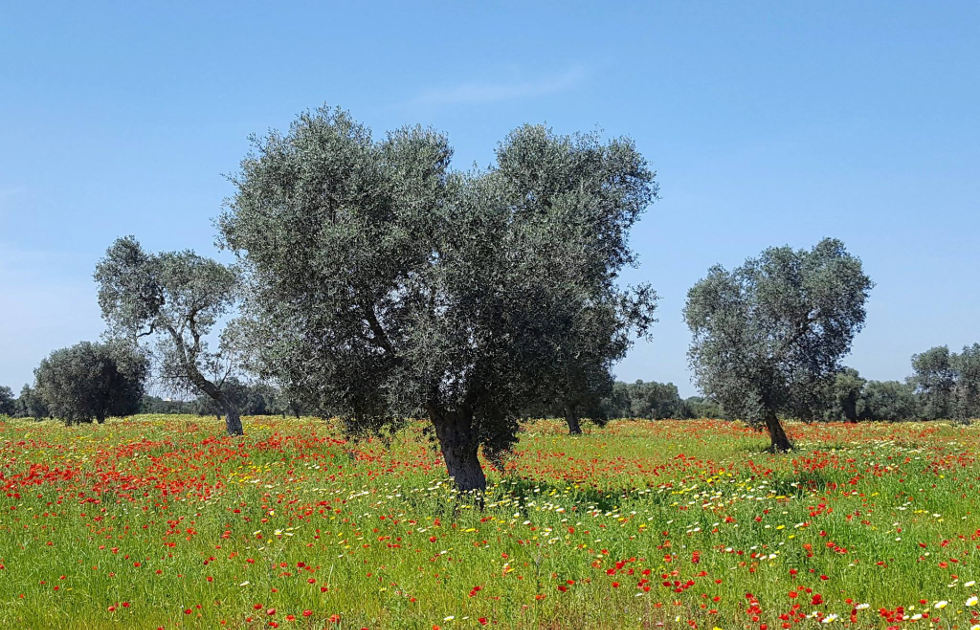 Alla scoperta della campagna di Frigole con "Made For Walking ...