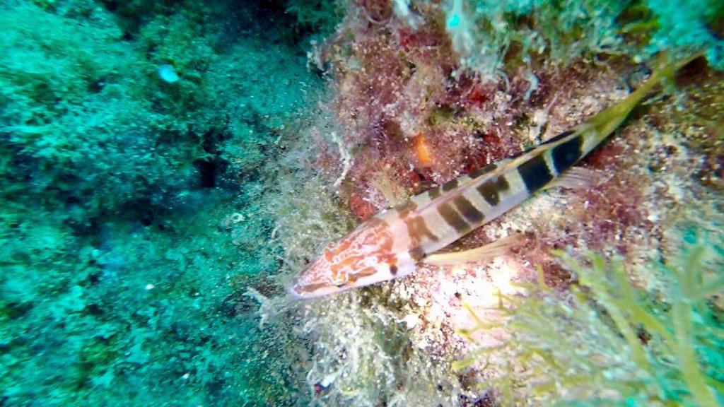 Nei mari del Salento: la perchia - Corriere Salentino Lecce
