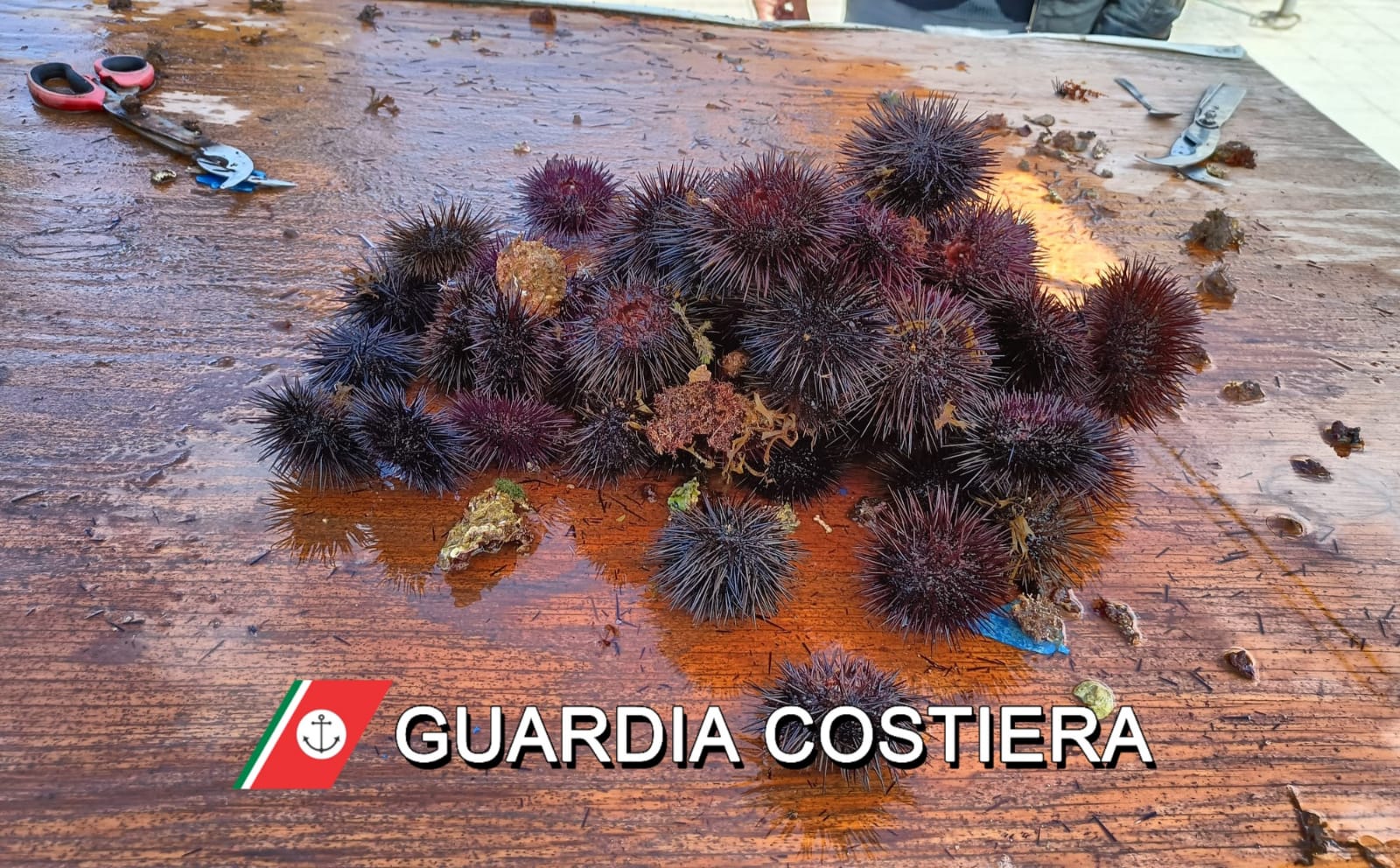 Salvaguardia del riccio di mare, assessore regionale: "Occorre ...
