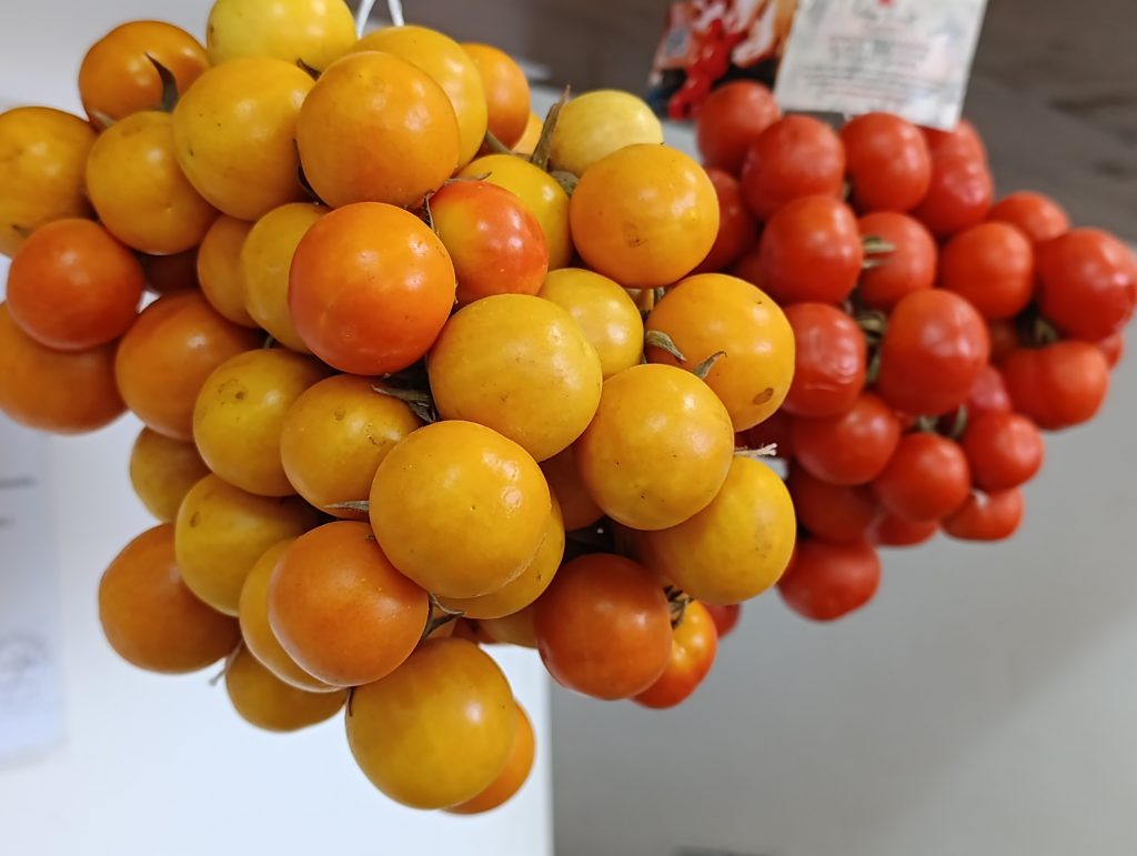 Eccellenze gastronomiche salentine: I pomodori da pennula o di “mpisa ...