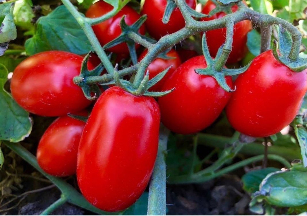 Pomodoro, Confagricoltura: Puglia verso il 40% della produzione ...