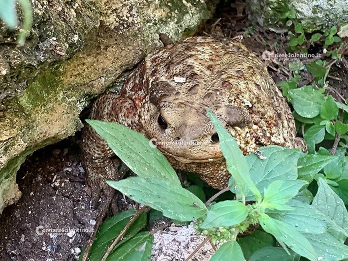 La Fauna del Salento: Il rospo - Corriere Salentino Lecce